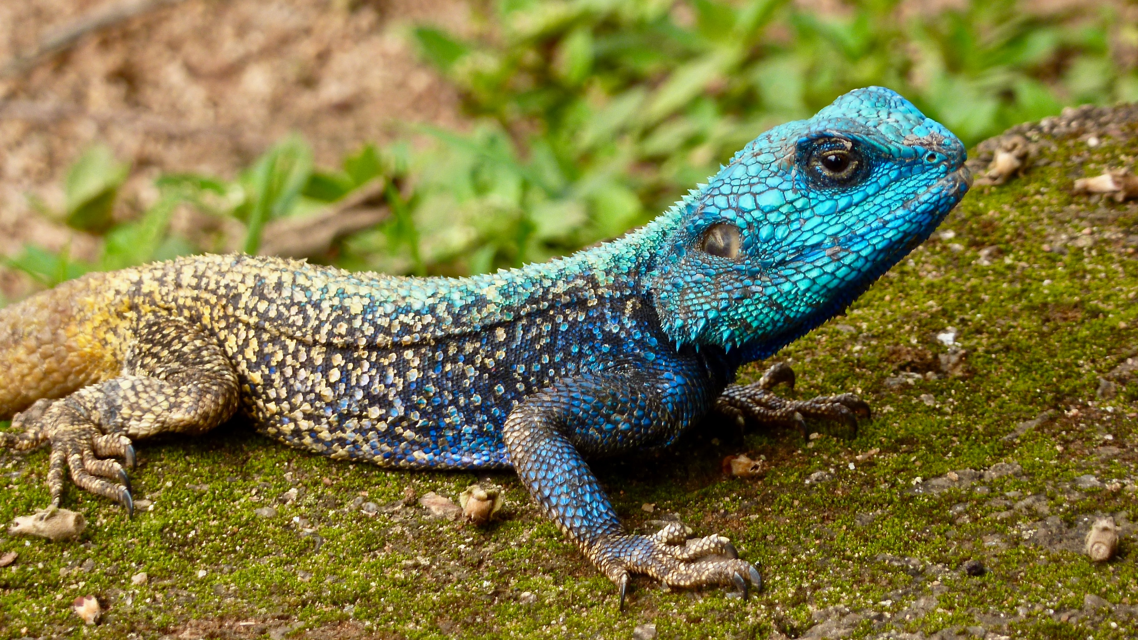 Blue And Grey Lizard During Daytime Image Free Photo