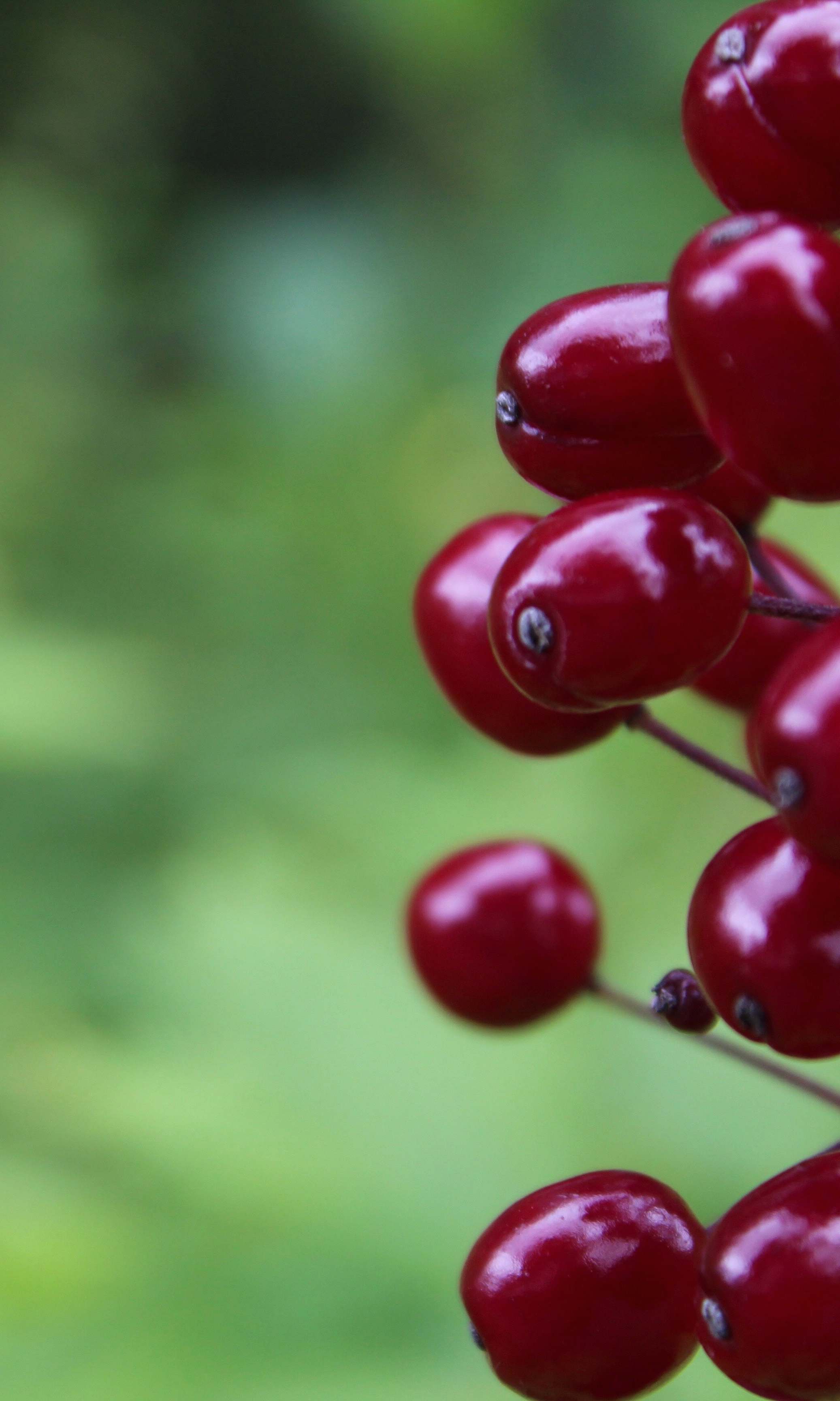 Plant Round Red Fruits Close-up Photography Fruit Image Free Photo