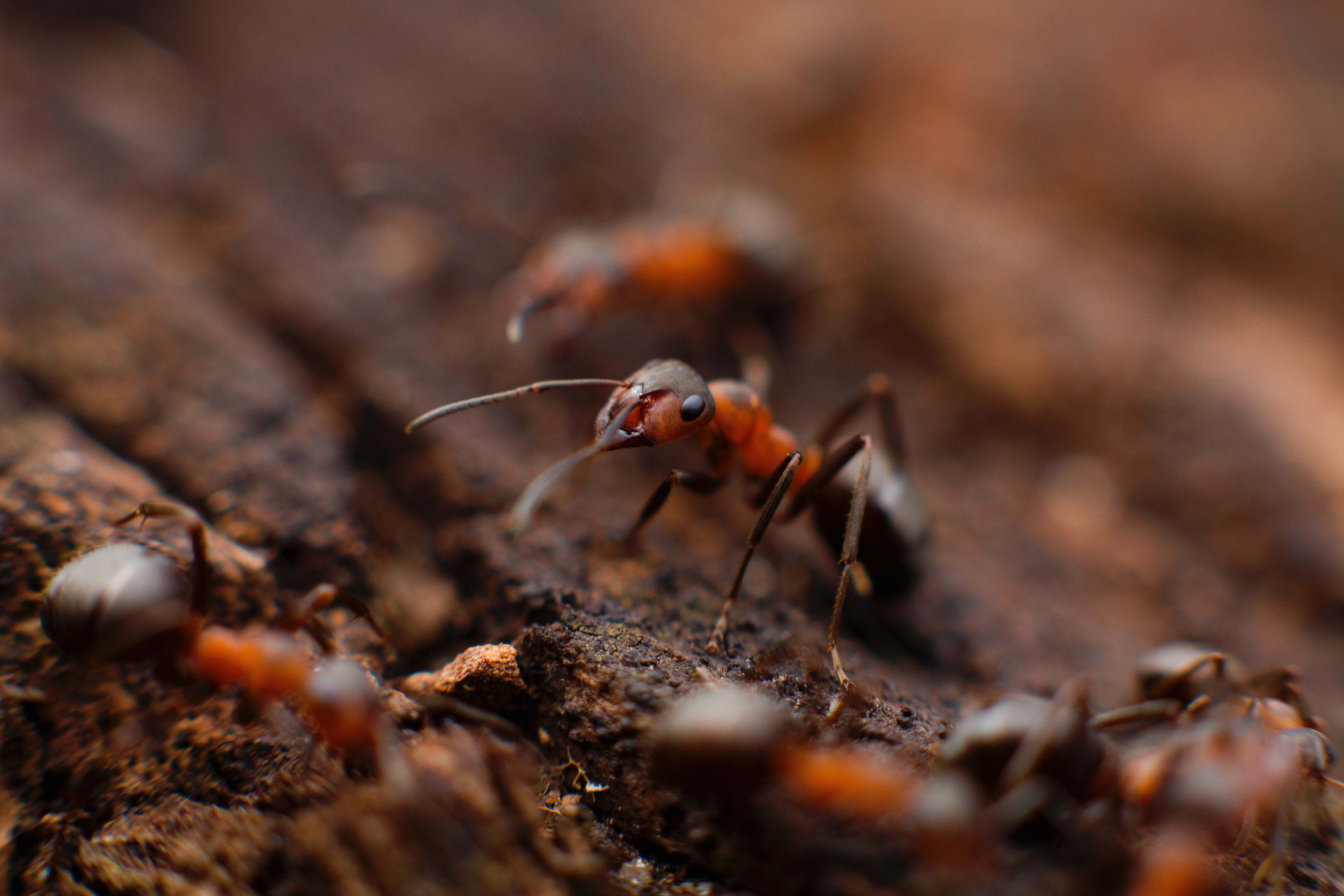insect colony of fire ant animal Image - Free Stock Photo