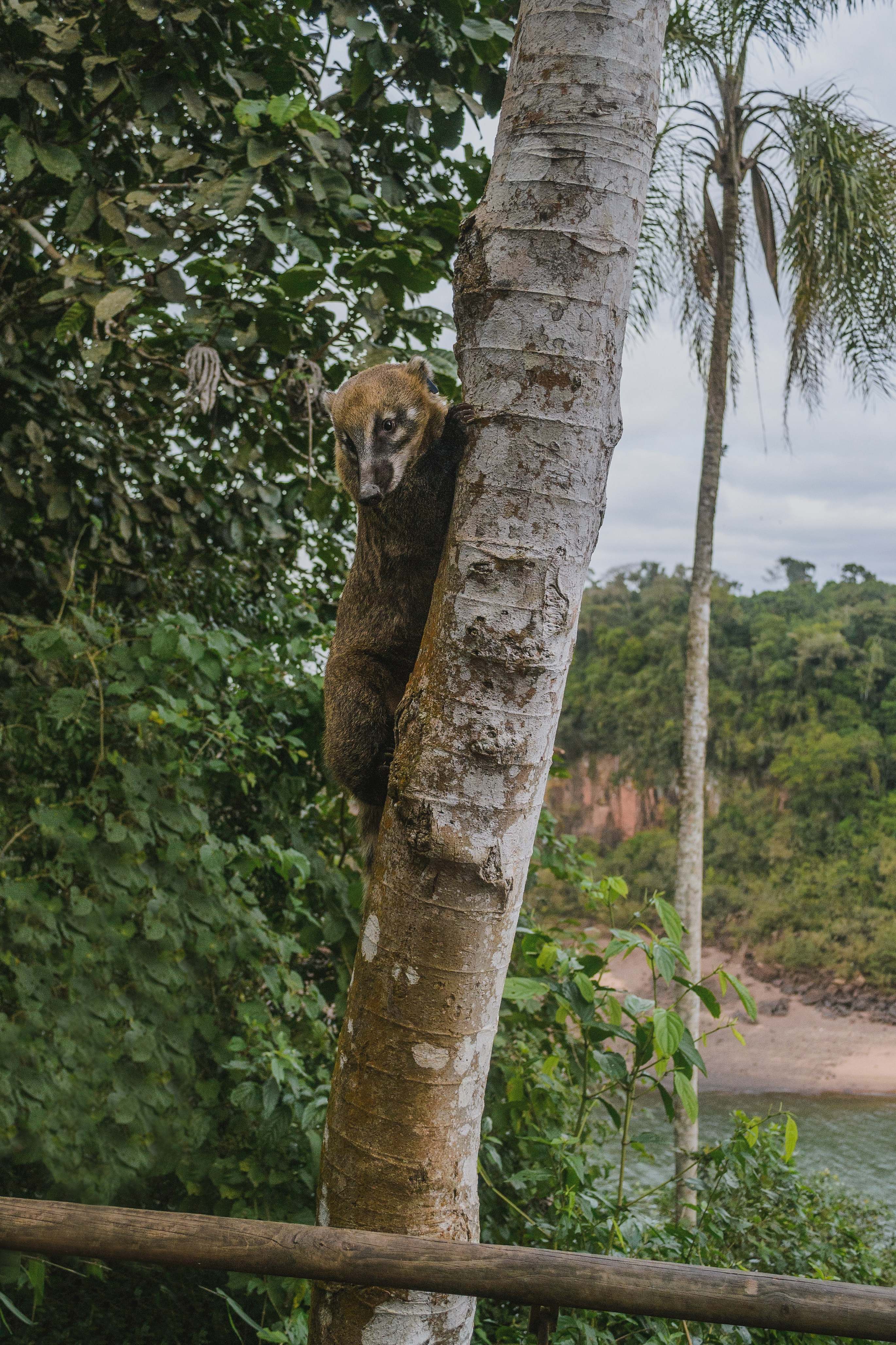 Animal Brown Animal Climbing On Tree Mammal Image Free Photo