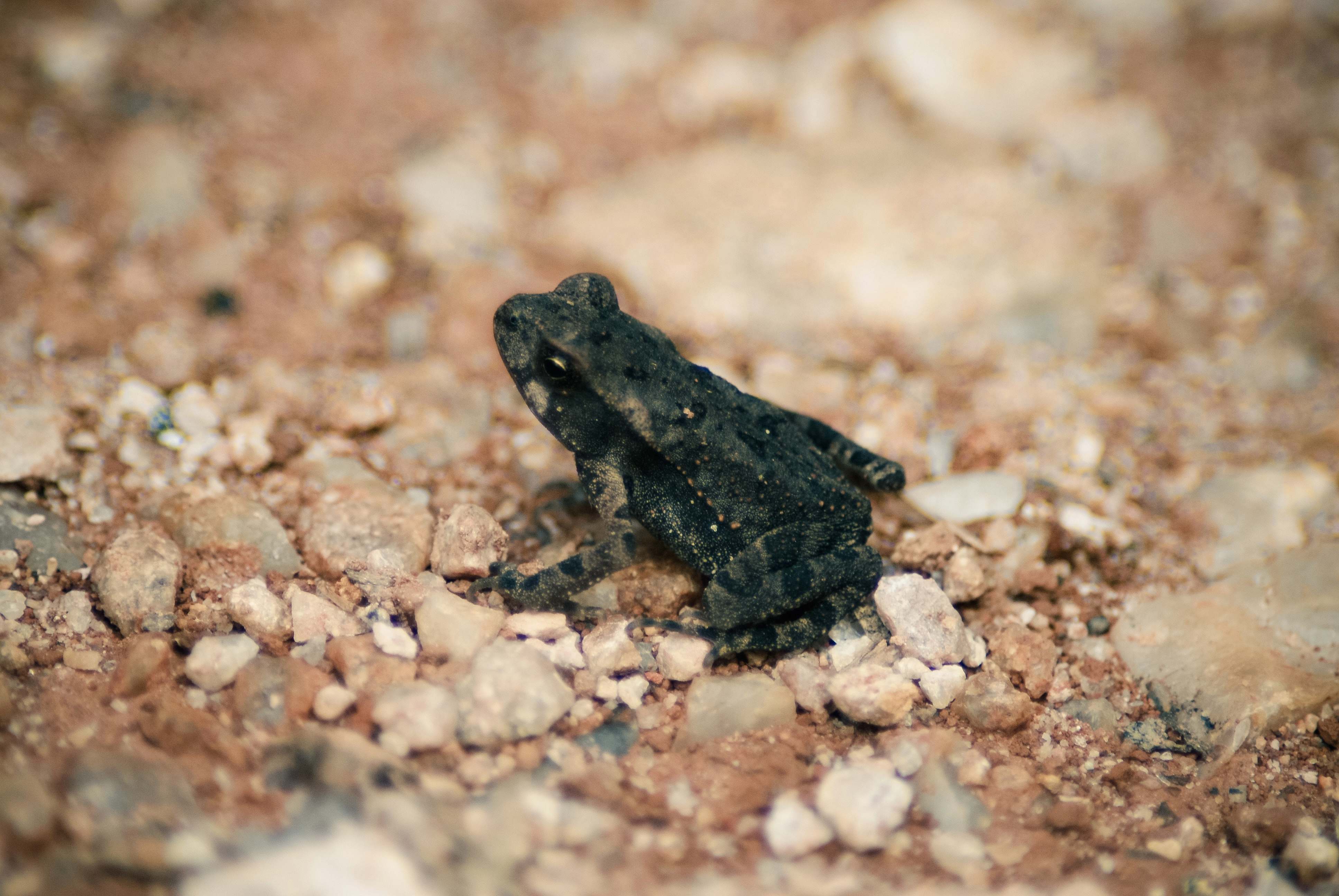 Amphibian Shallow Focus Photography Of Black Frog Frog Image Free Photo