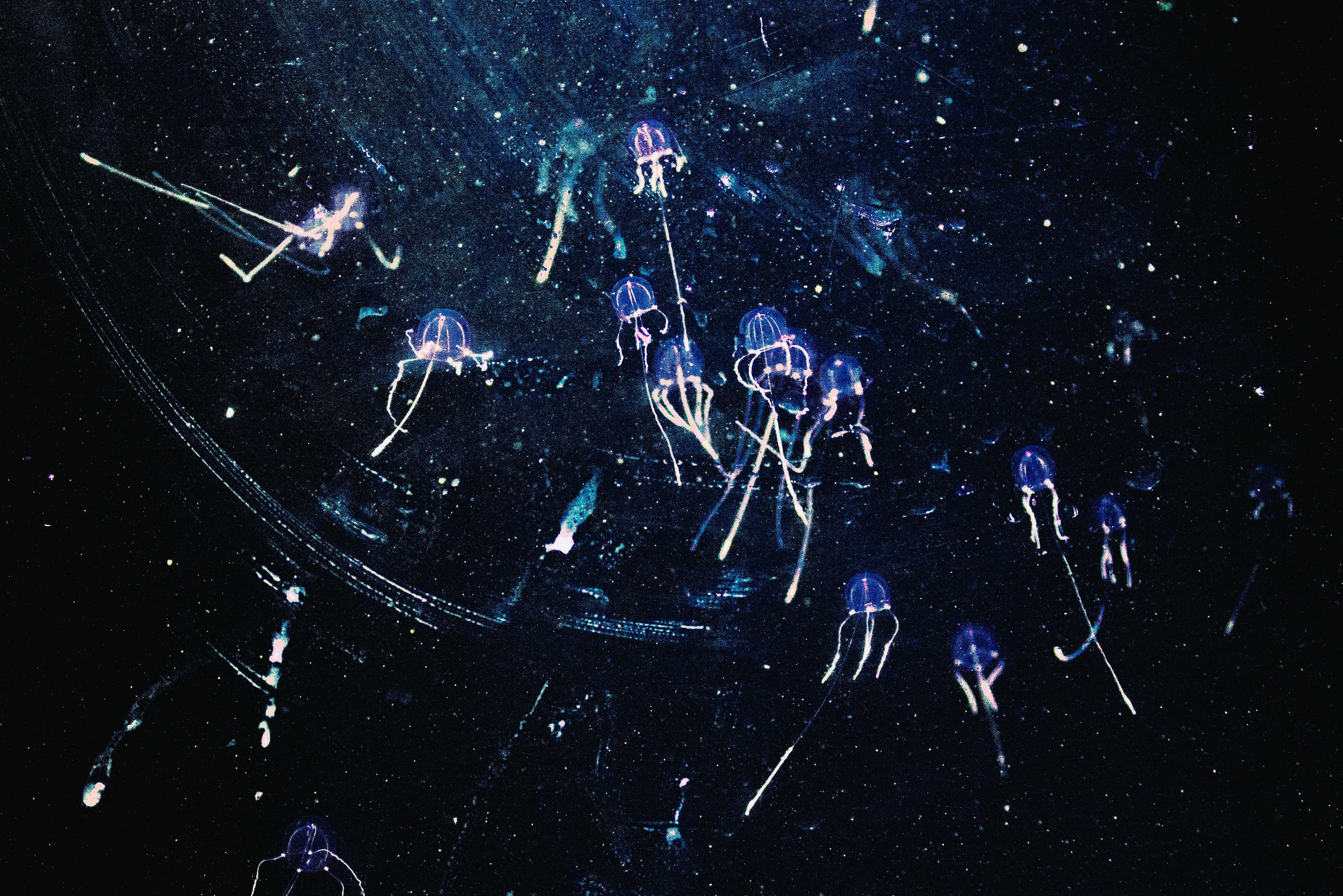 Group Of Box Jellyfish Multiple Box Jellyfish Image Free Photo