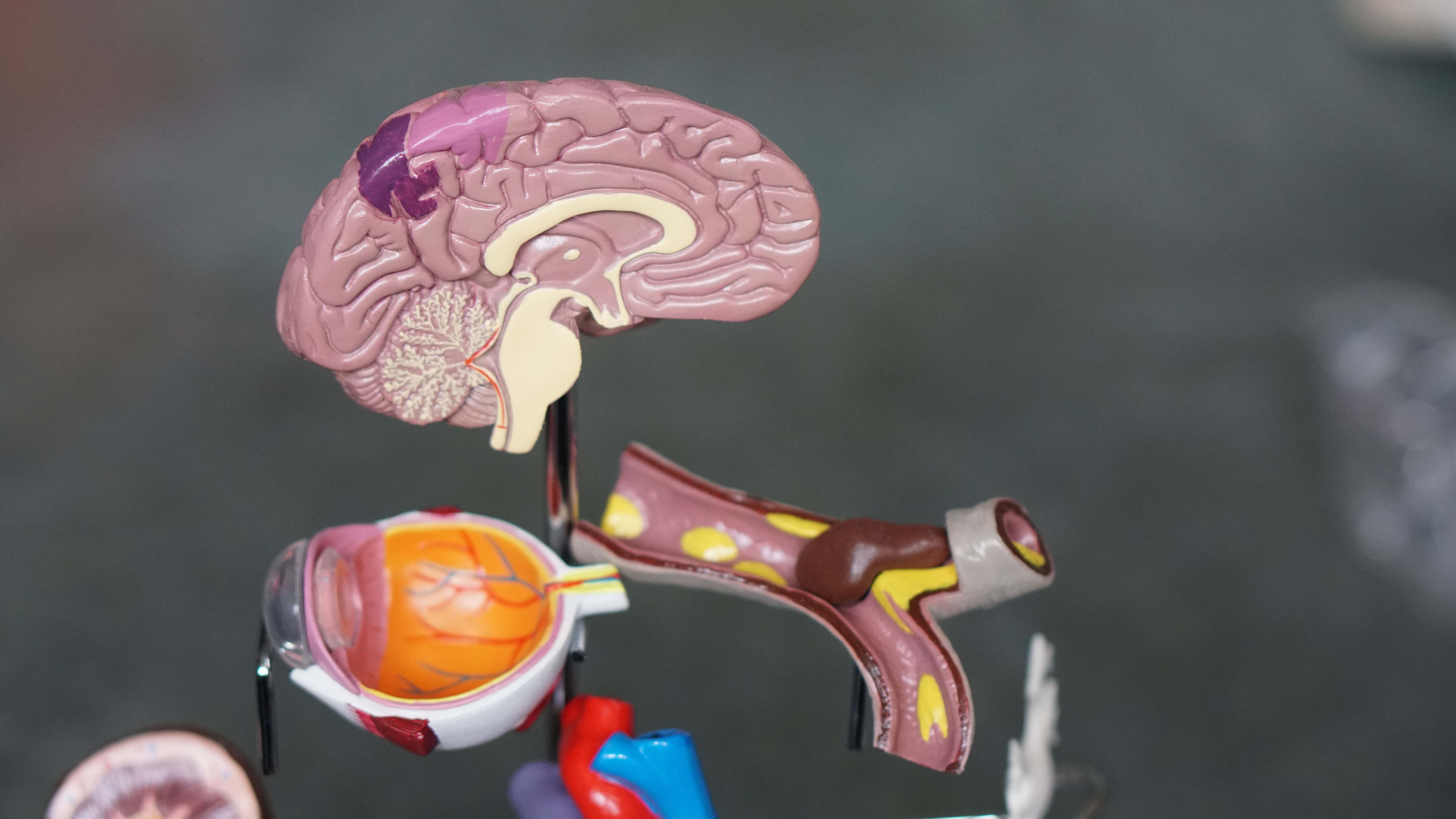 Creative Toy Model Of The Human Brain: Clothing & Illumination Image ...