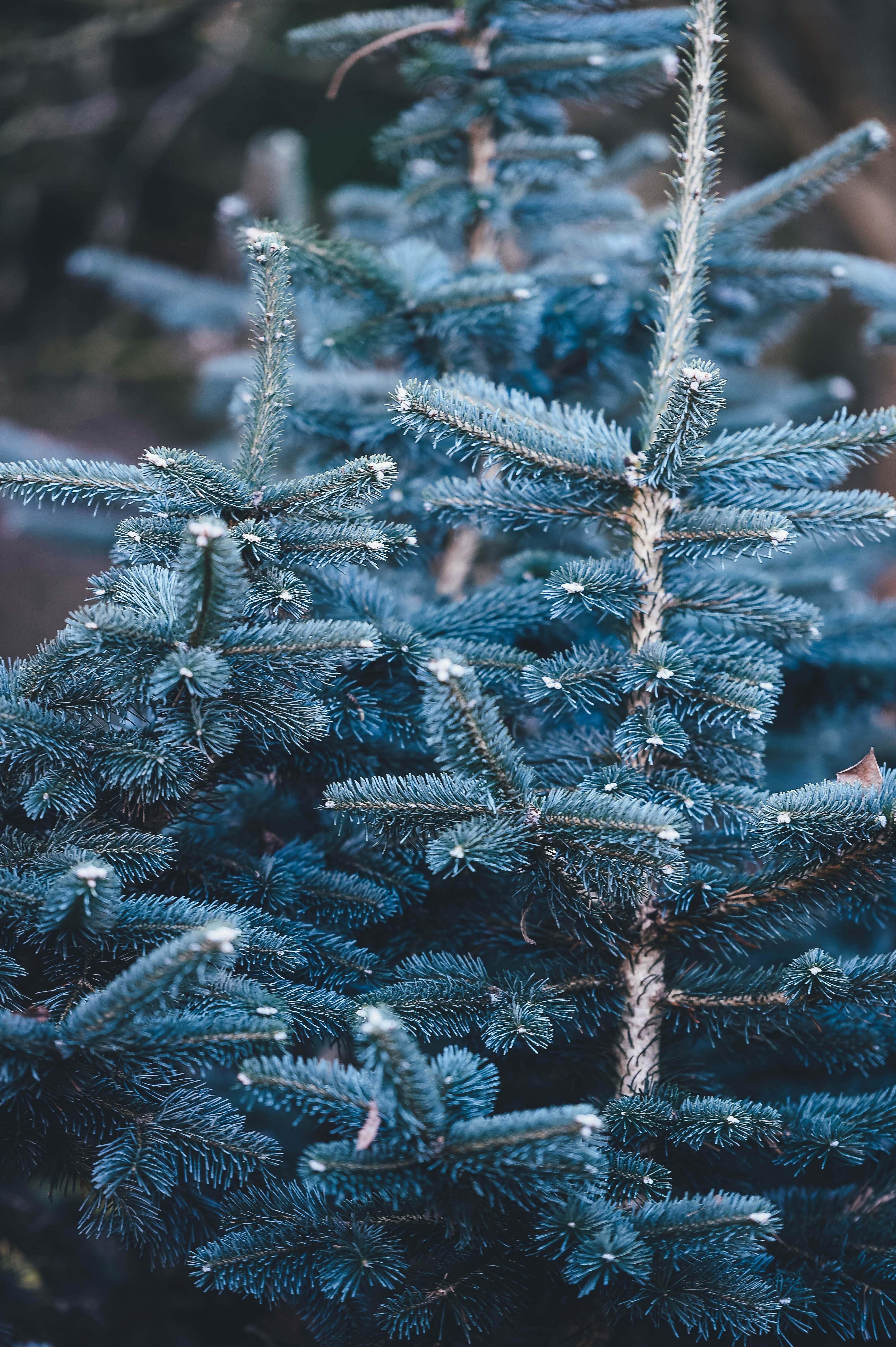 Frost Shallow Focus Photography Of Blue Pine Tree Ice Image Free Photo
