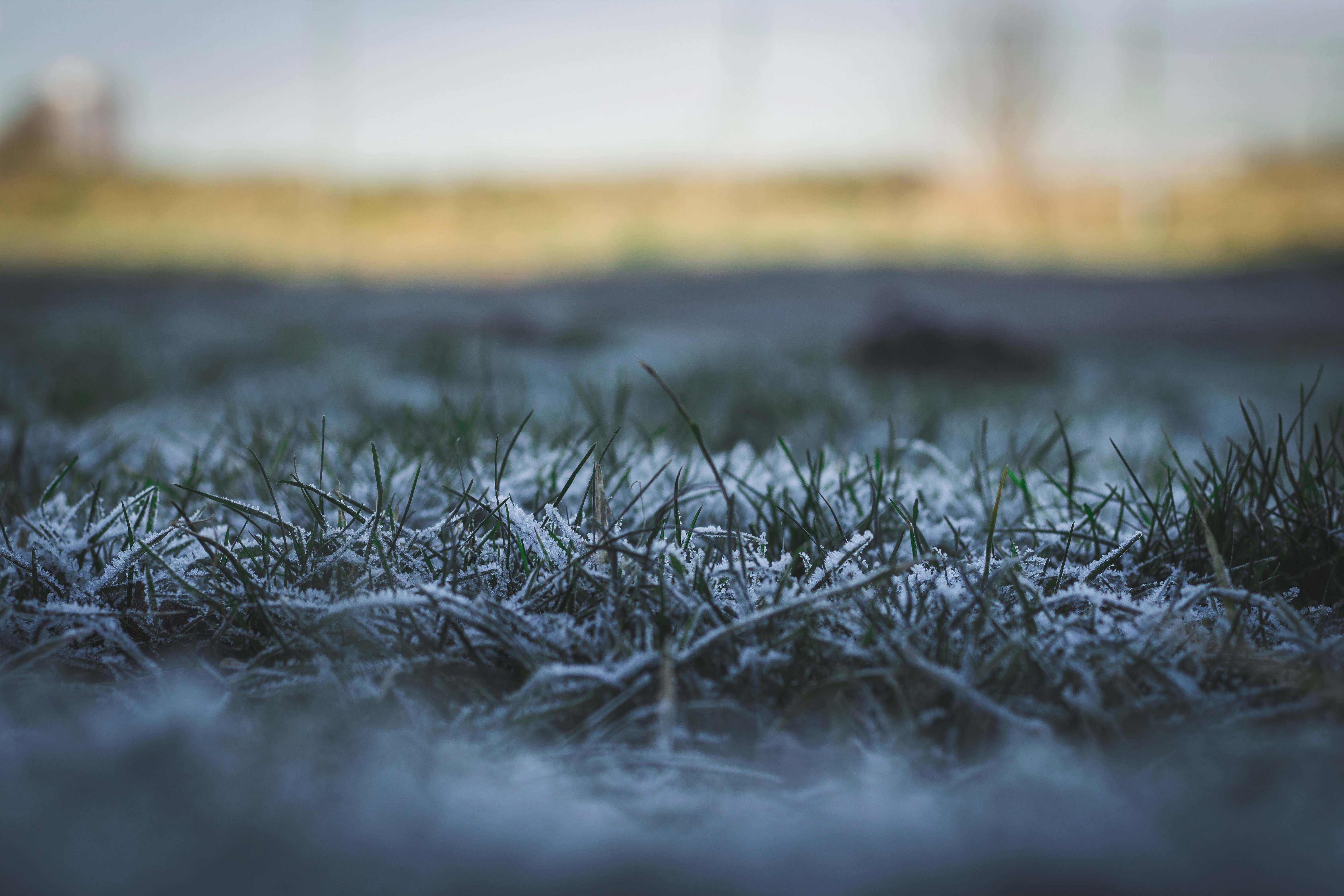 Ice Snow Covered Grass Plant Selective Focal Photo Frost Image Free Photo